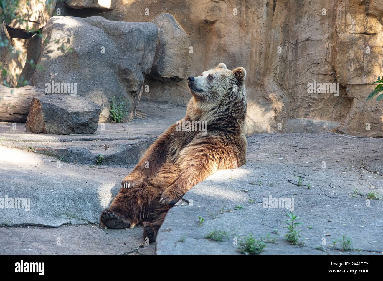 Loneliness of a brown bear sitting in his lair Stock Photo - Alamy