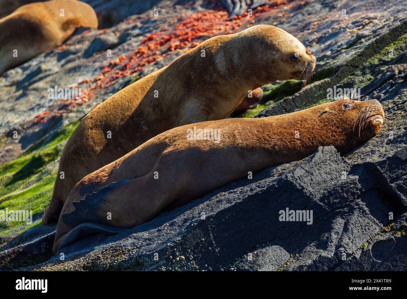 Seals on Les Eclaireurs Islands, Ushuaia, Tierra del Fuego, Argentina ...