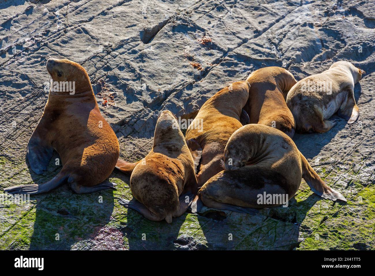 Seals on Les Eclaireurs Islands, Ushuaia, Tierra del Fuego, Argentina ...