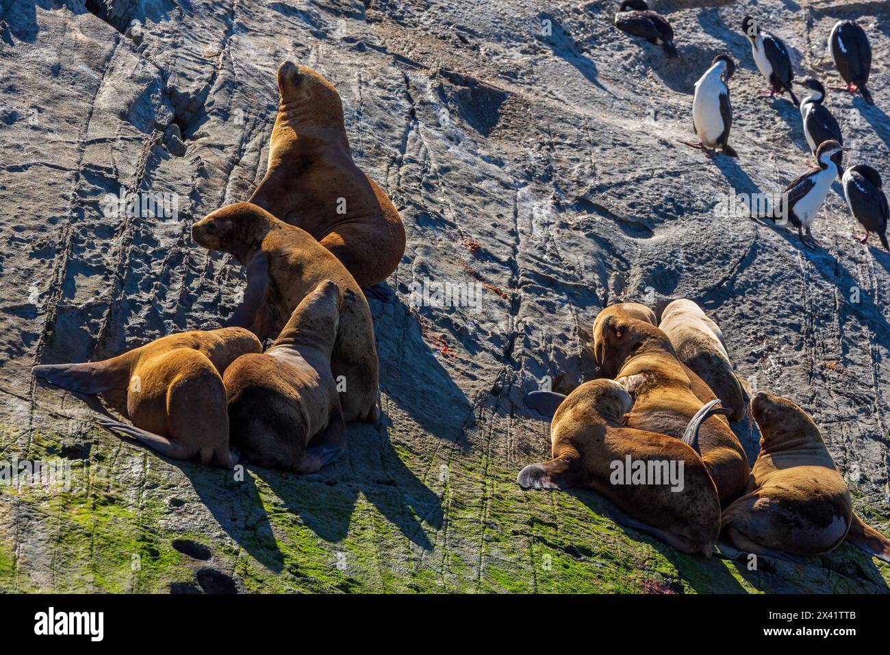 Seals on Les Eclaireurs Islands, Ushuaia, Tierra del Fuego, Argentina ...