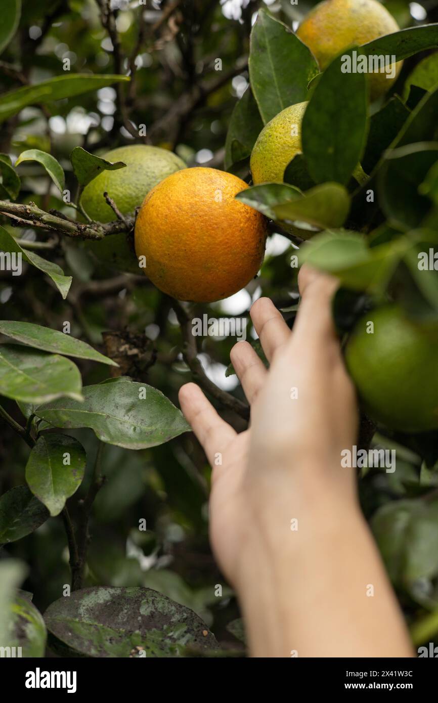 harvesting citrus fruits, agriculture and occupation, healthy food with ...