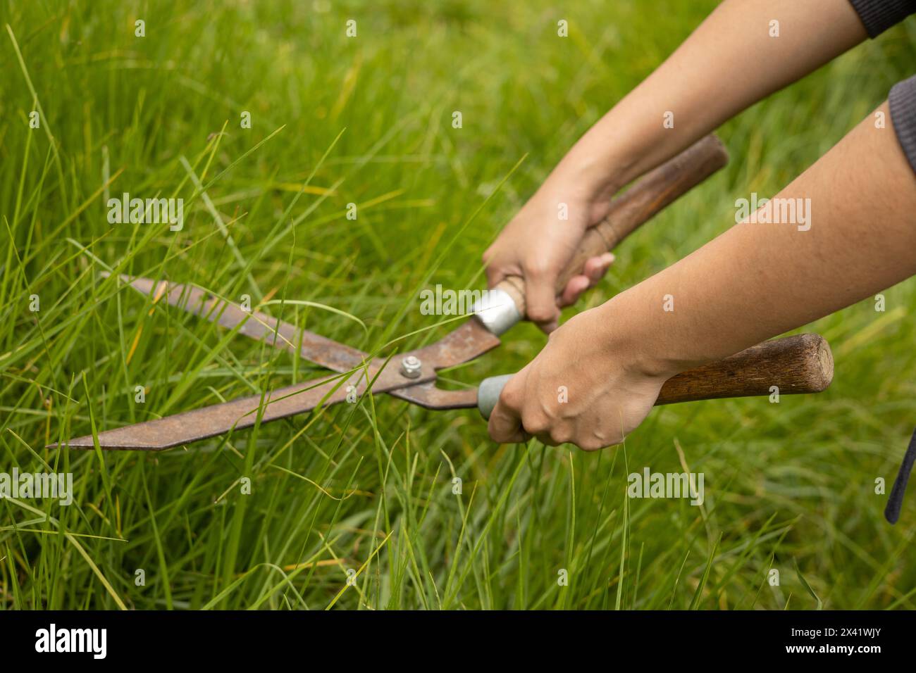 People Cutting Grass With Scissors