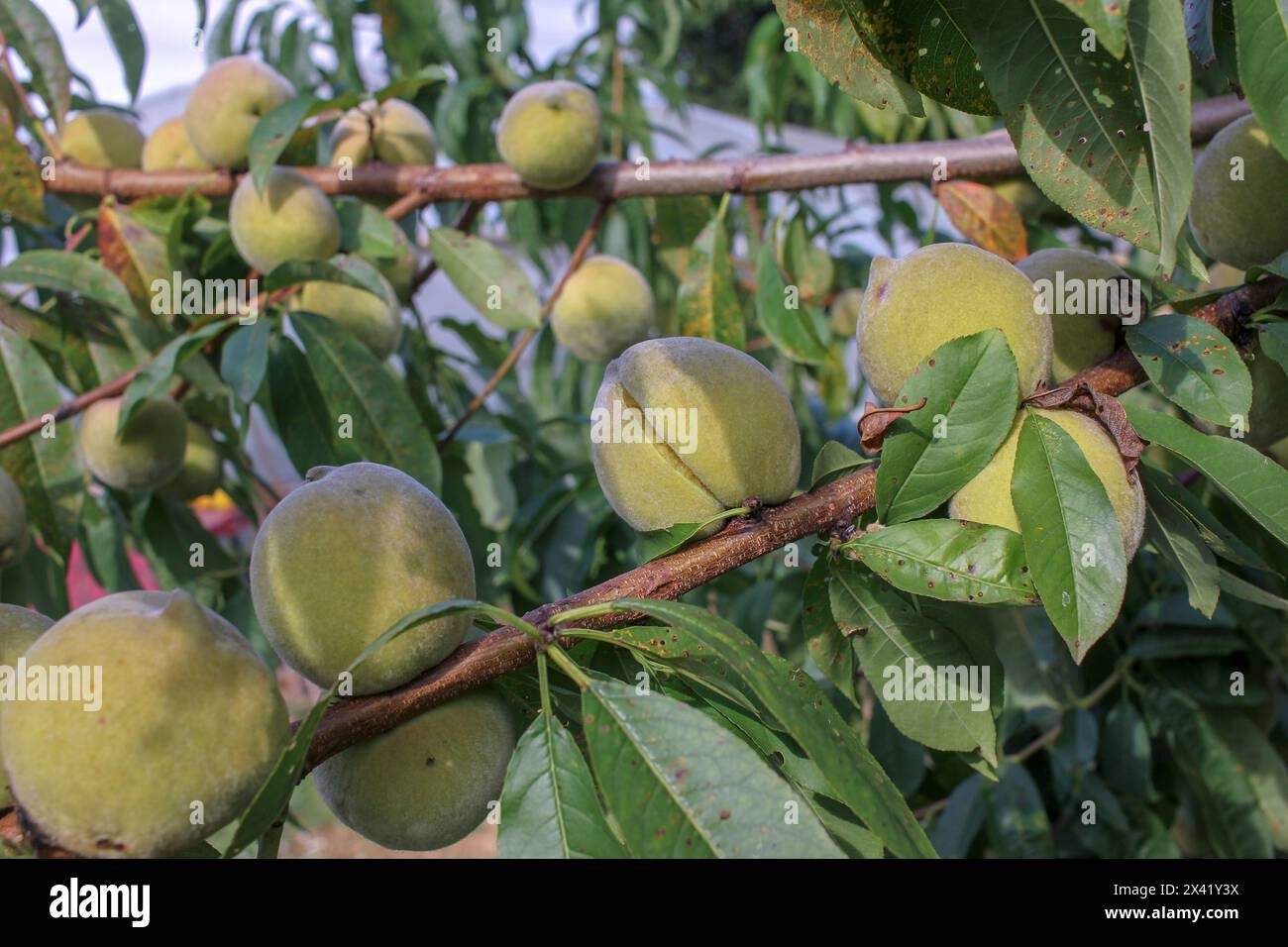 organic , green peaches in my orchard Stock Photo - Alamy