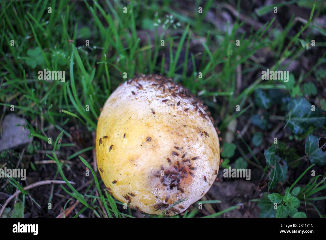 a lemon full of insects in rotting on the ground Stock Photo - Alamy