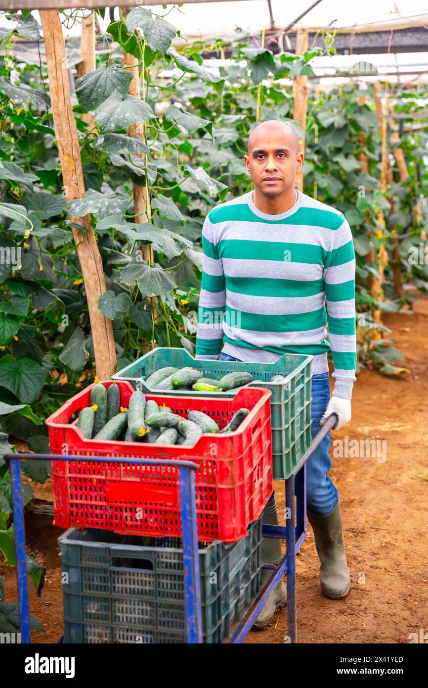 Farm worker carrying wheelbarrow with cucumbers in greenhouse Stock ...