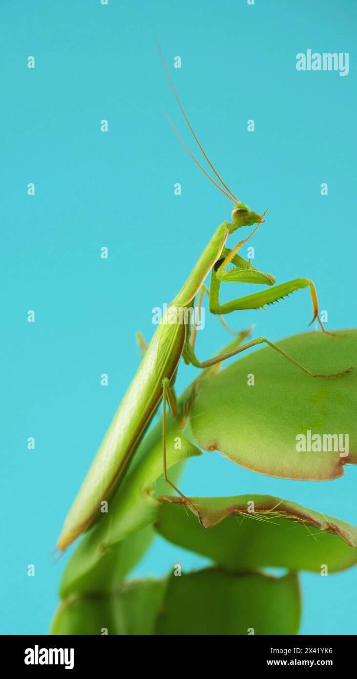 Mantis. Praying mantis sits on leaves on a blue background. Praying ...
