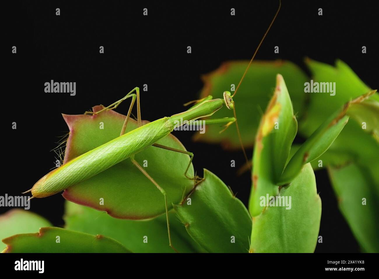 Mantis habits in nature. Praying mantis in natural habitat. Praying ...