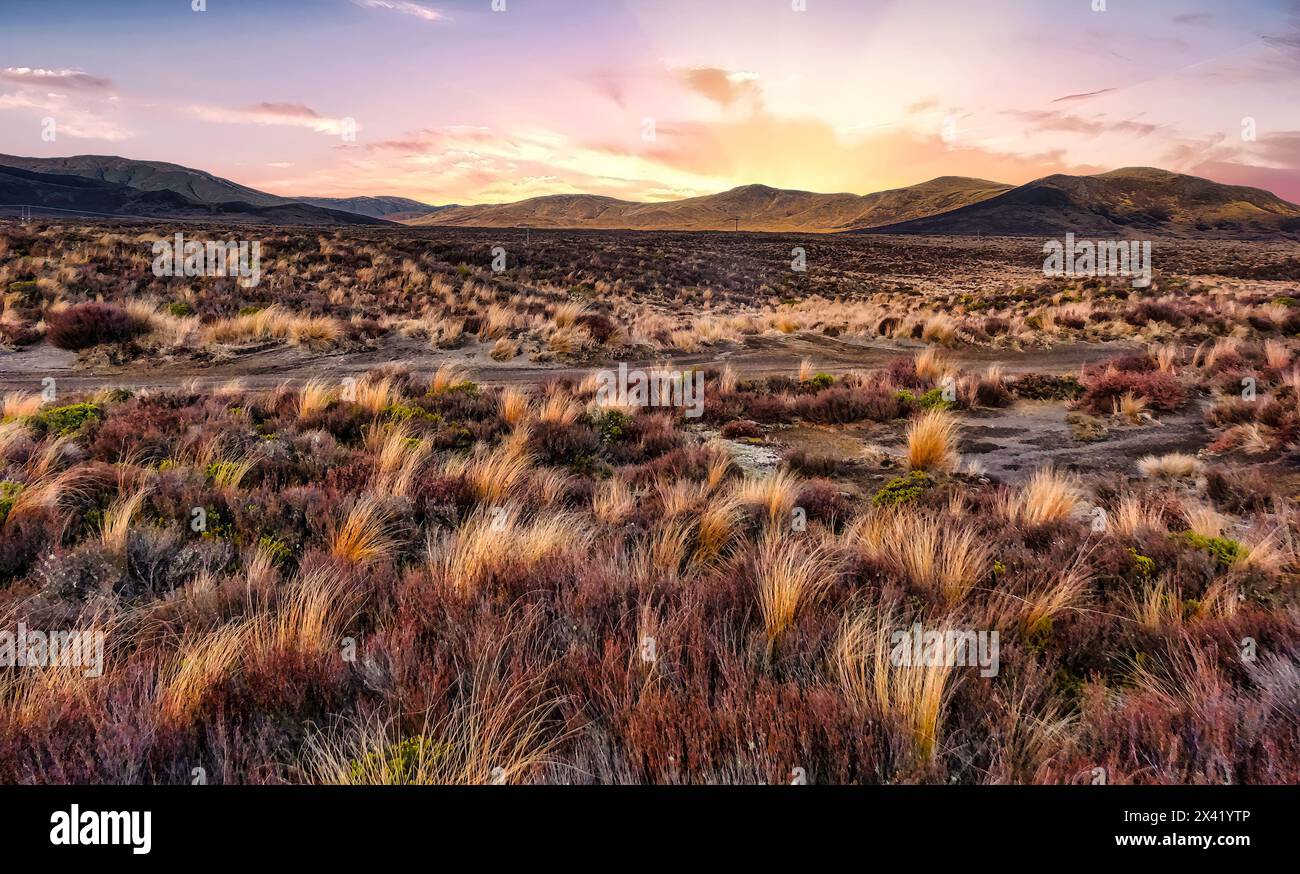 Stunning golden hour colour on the tussock covered arid terrain of the ...