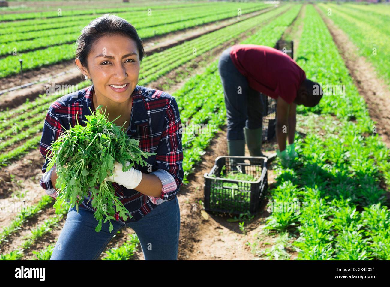 Successful colombian female farmer showing arugula harvest Stock Photo ... Successful colombian female farmer showing arugula harvest Stock Photo ...