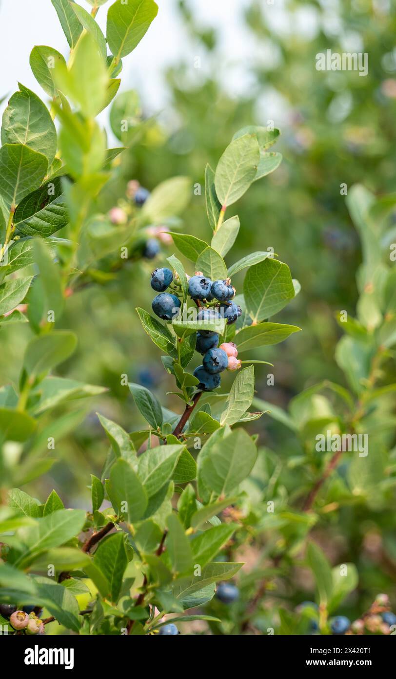 Fresh Organic Blueberries on the bush vine plant, close up, ready fo ...