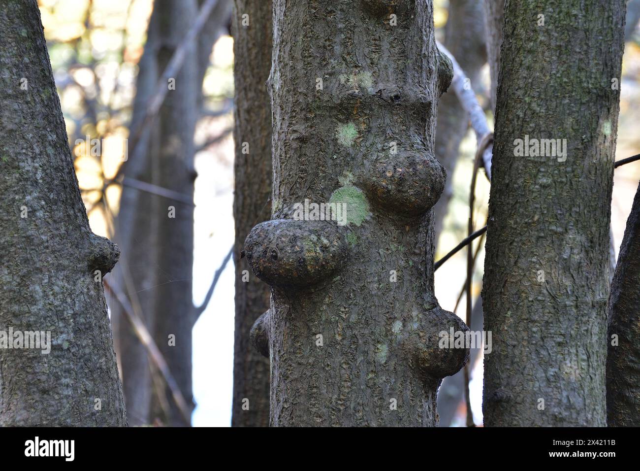 Tree trunk burls. Rounded outgrowth on a tree trunk. Tree deformity ...