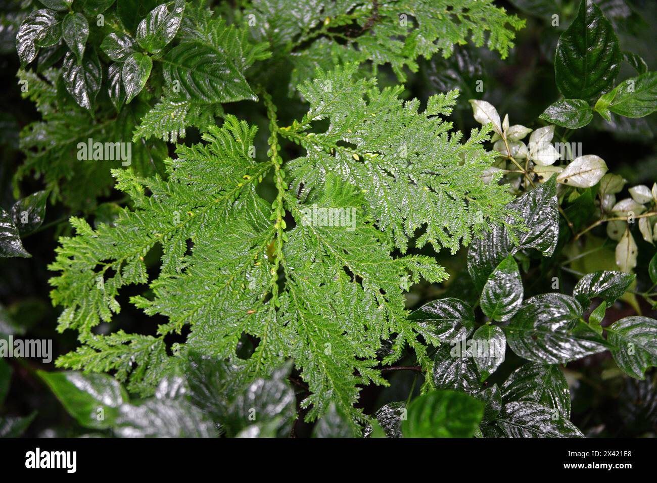 Spikemoss or Lesser Clubmoss, Selaginella umbrosa, Selaginellaceae ...