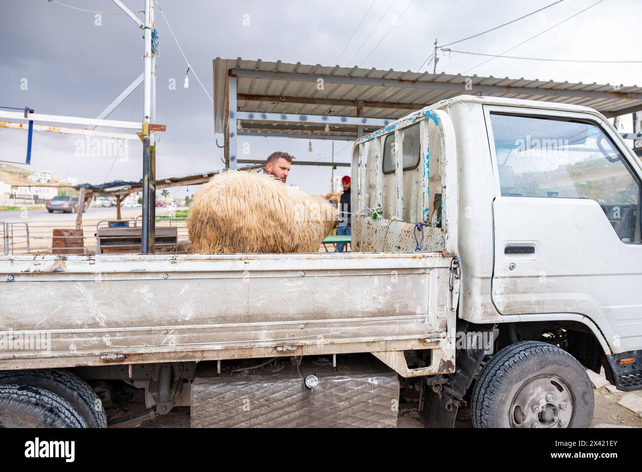 The sheep is being prepared for Eid al-Adha, to be sacrificed and ...