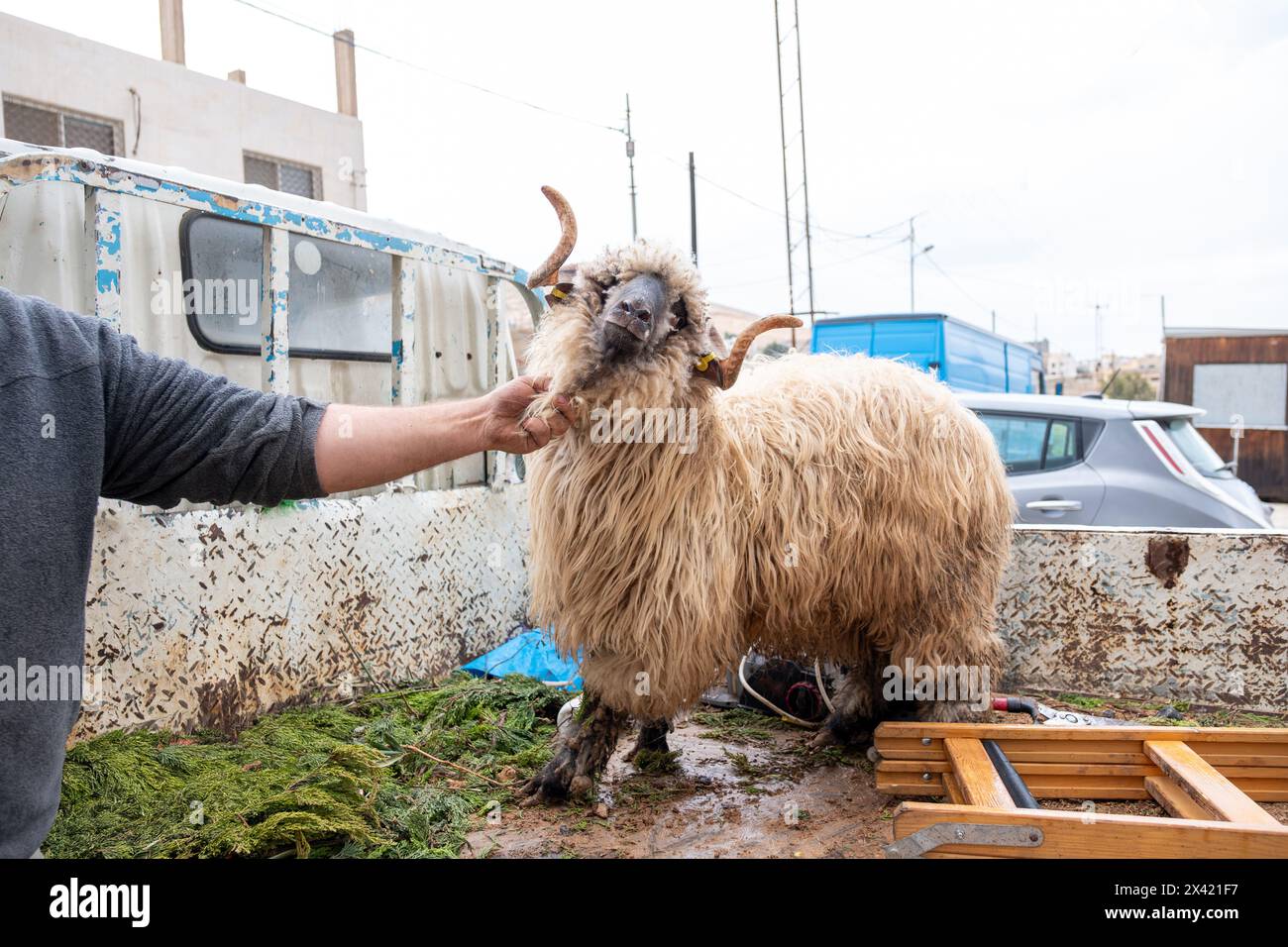 Selling sheep for eid al adha Stock Photo - Alamy