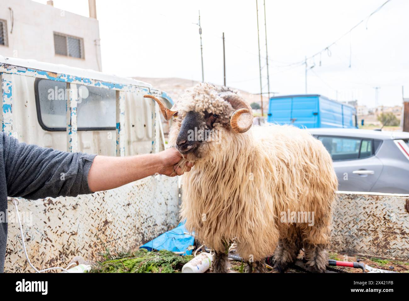 The sheep is being lowered from a van to the ground, with men ...