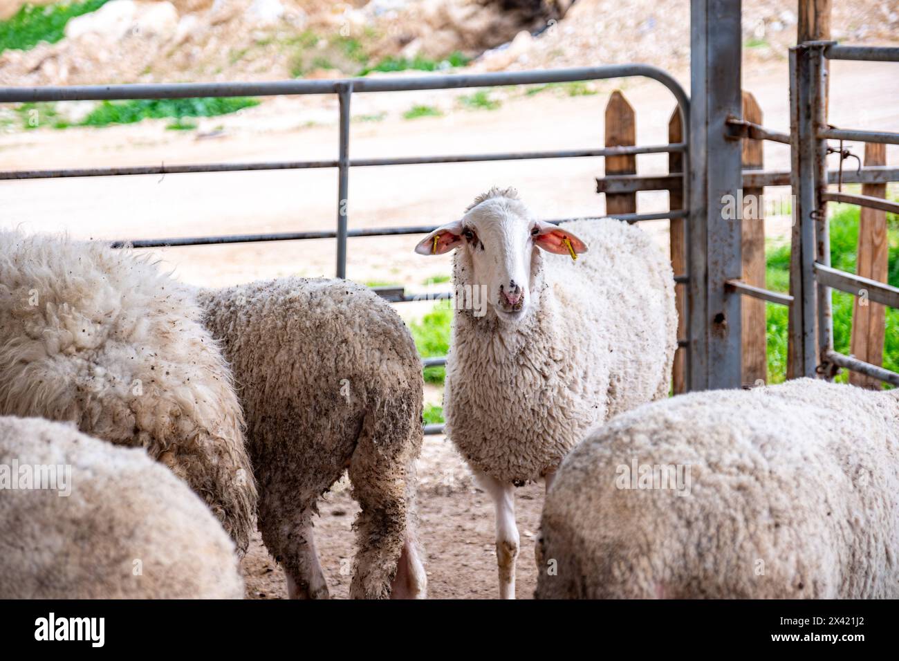 Sheep types hi-res stock photography and images - Alamy