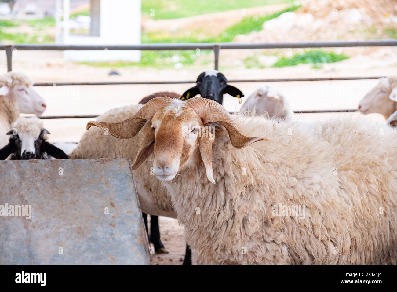Sheep barn with multiple types of sheeps with horns and without horns ...