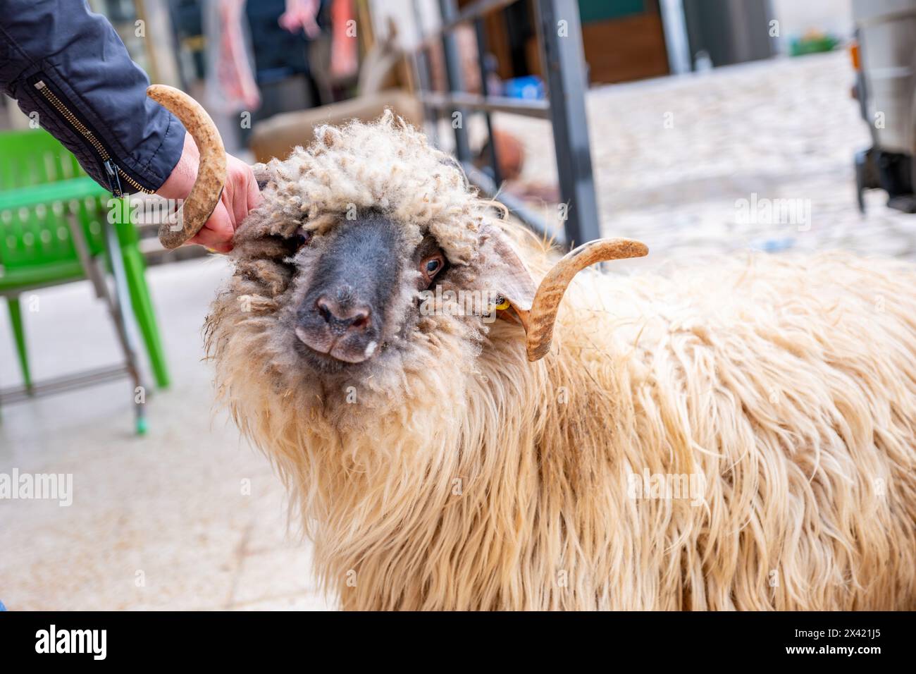 The sheep is being prepared for Eid al-Adha, to be sacrificed and ...