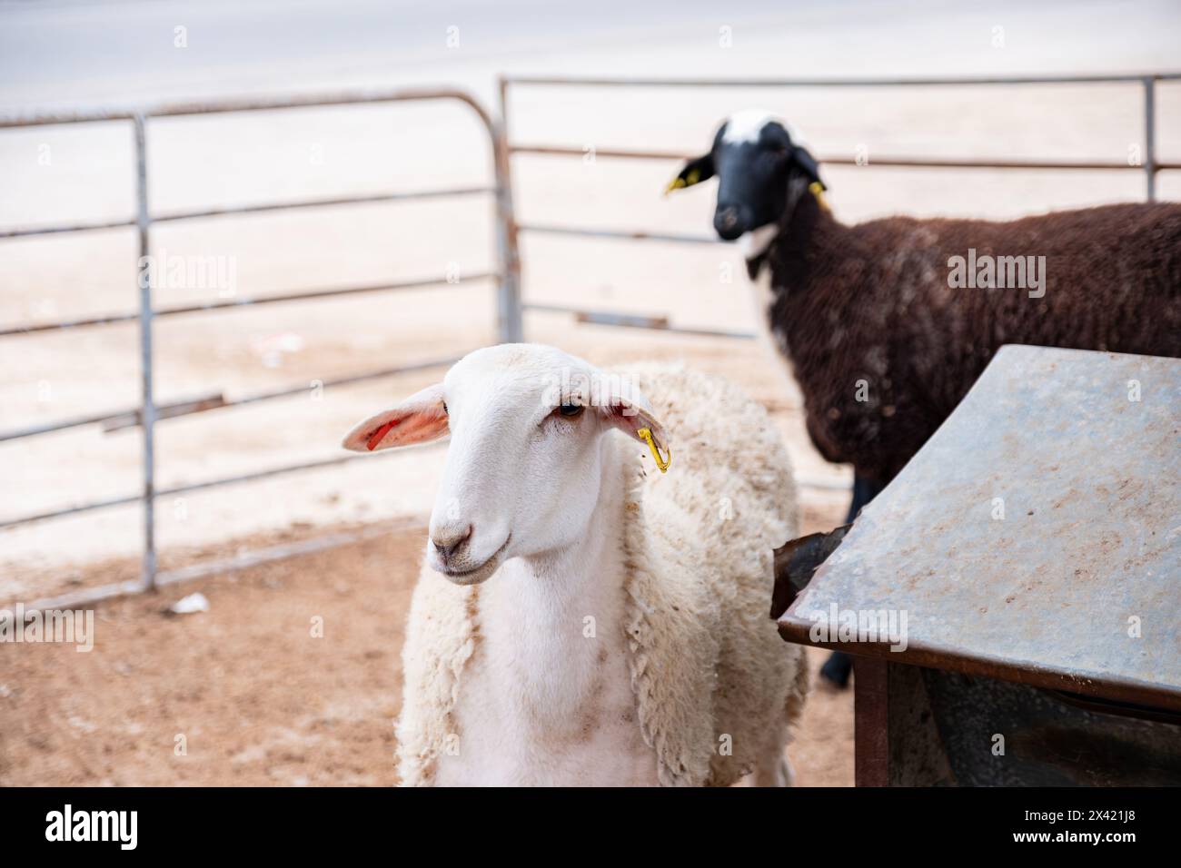 Sheep barn with multiple types of sheeps with horns and without horns ...