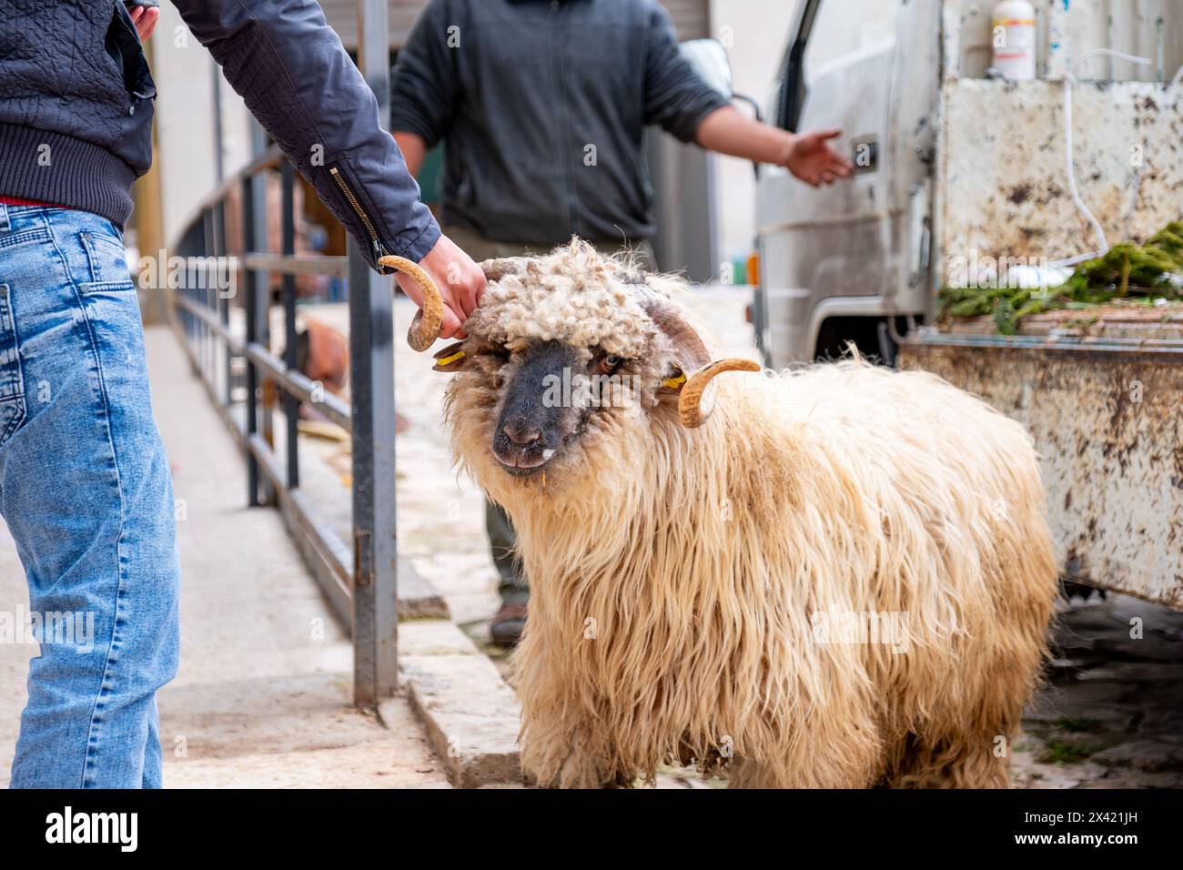 The tradition of buying and selling sacrificial animals during Eid ...