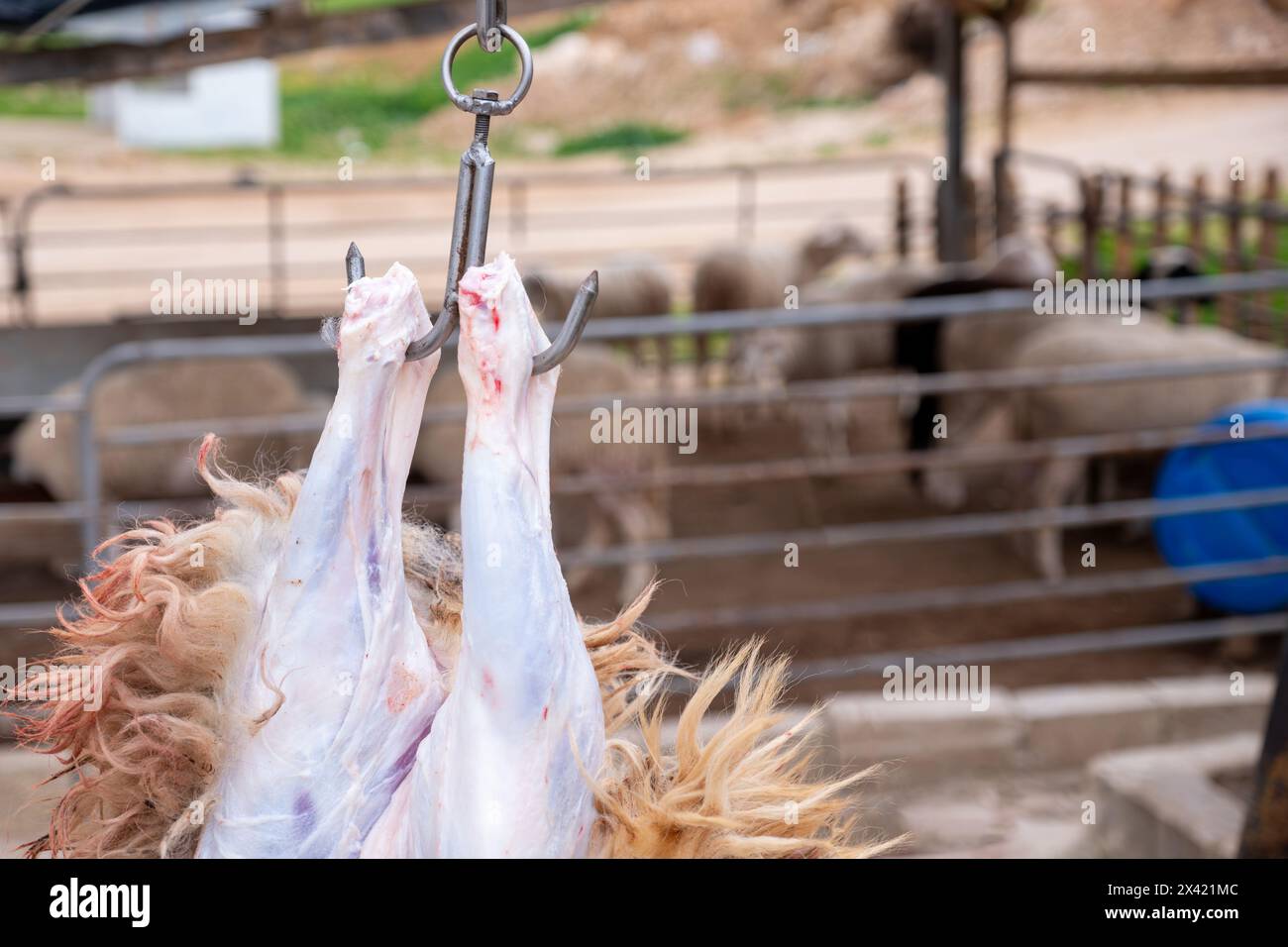 sheep hanging by its hind legs on a hook, with a butcher beside it ...