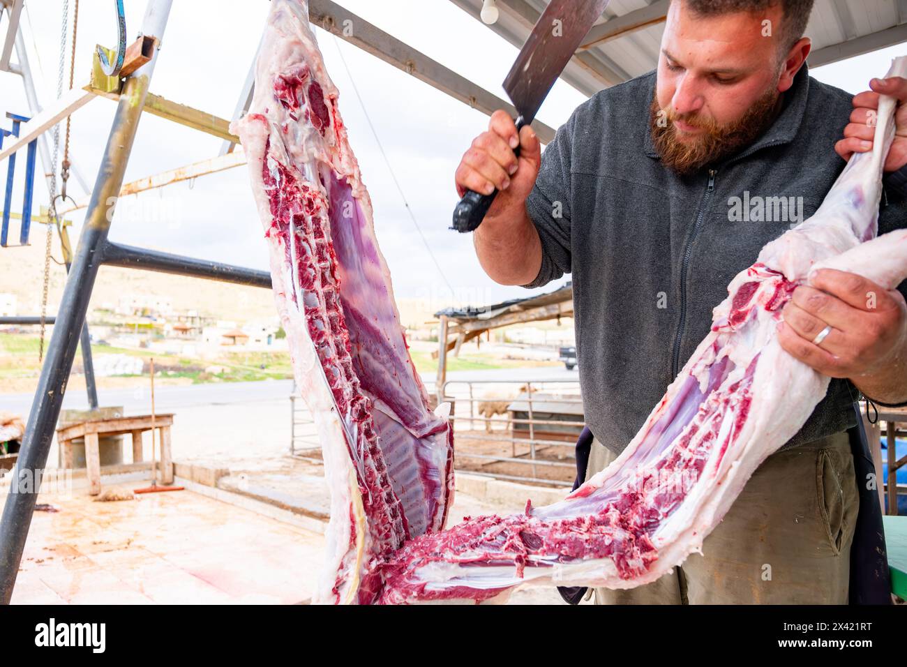 White sheep cutting head meat hi-res stock photography and images - Alamy