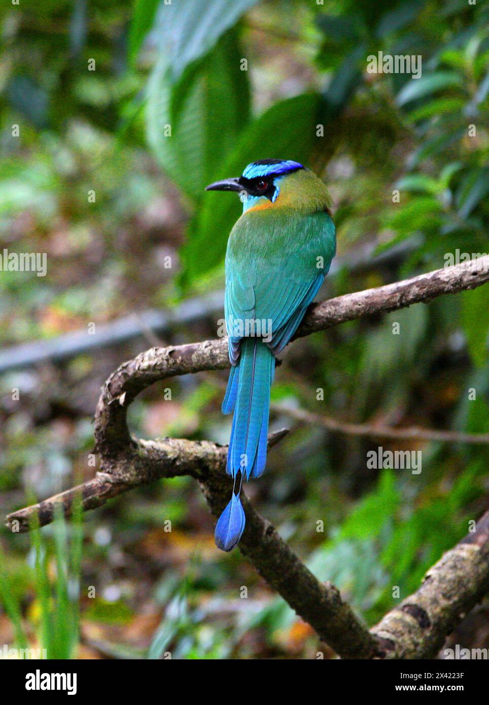Turquoise-browed Motmot, Eumomota superciliosa, Momotidae. Monteverde ...