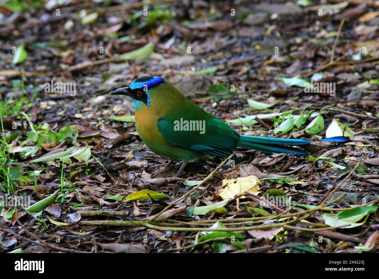 Turquoise-browed Motmot, Eumomota superciliosa, Momotidae. Monteverde ...
