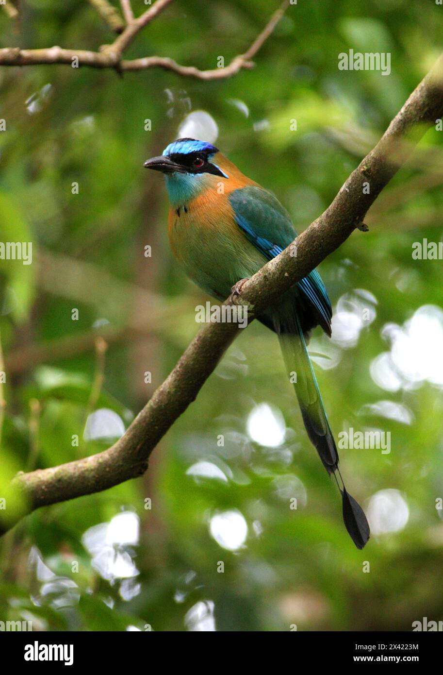 Turquoise-browed Motmot, Eumomota superciliosa, Momotidae. Monteverde ...