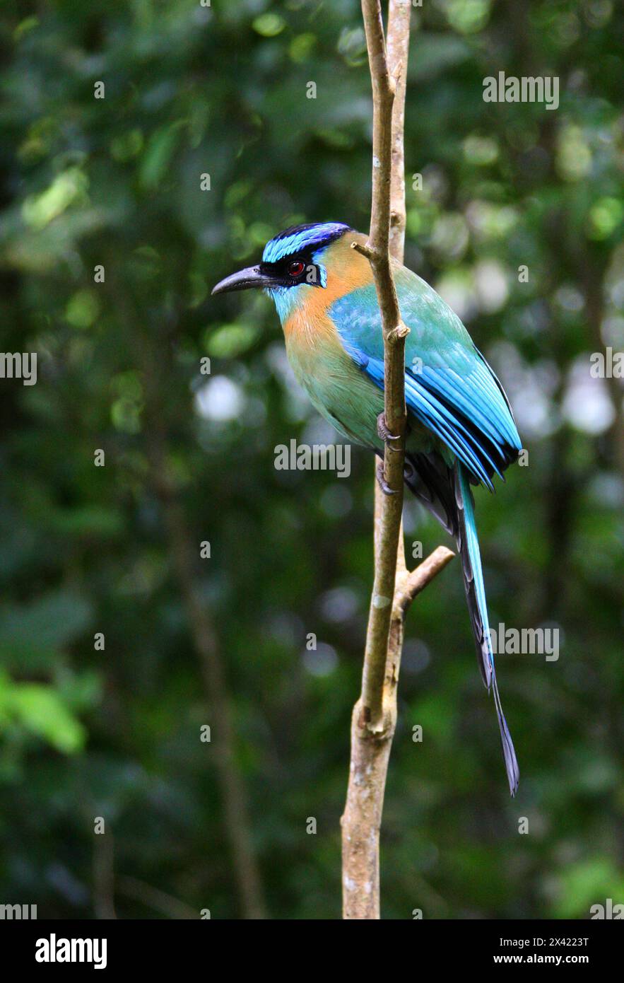 Turquoise-browed Motmot, Eumomota superciliosa, Momotidae. Monteverde ...