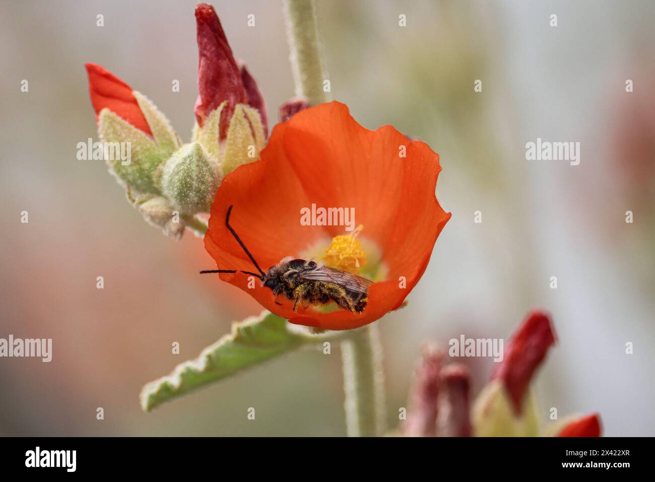Riparian wildflowers hi-res stock photography and images - Alamy
