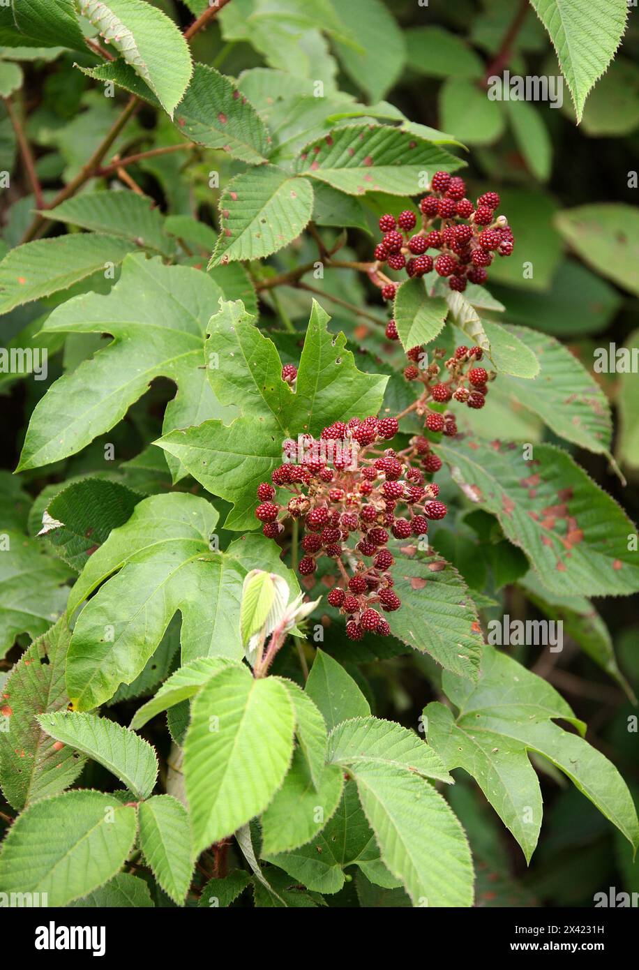 Hill raspberry, Mysore raspberry, Ceylon raspberry, Snowpeaks raspberry ...