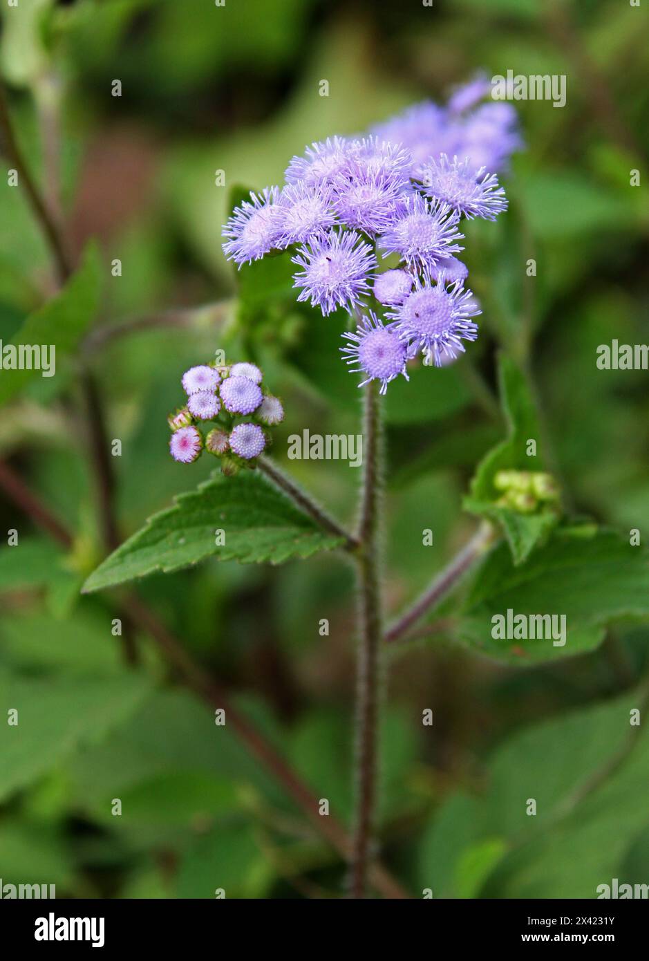 Billygoat-weed, Chick Weed, Goatweed, Whiteweed, Ageratum conyzoides ...