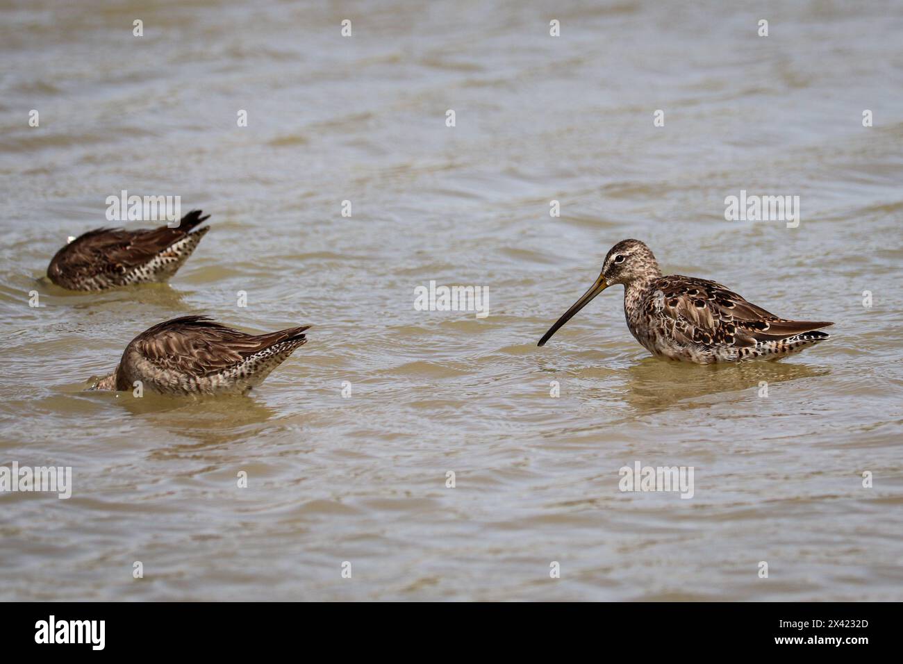 Long-billed Dowitchers or Limnodromus scolopaceus feeding in a pond at ...