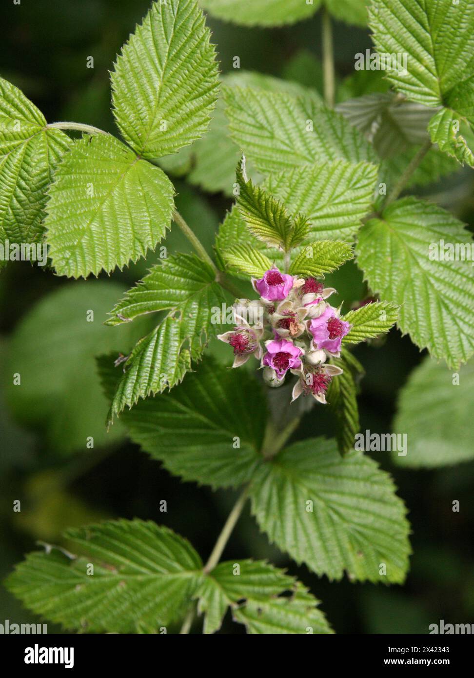 Mysore raspberry hi-res stock photography and images - Alamy