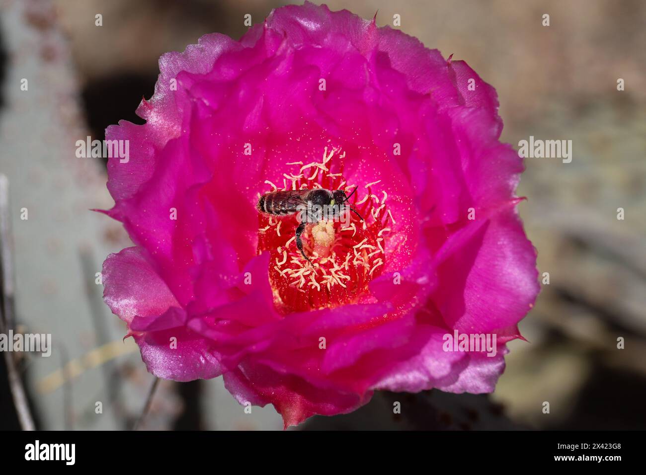 Beaver tail hi-res stock photography and images - Alamy