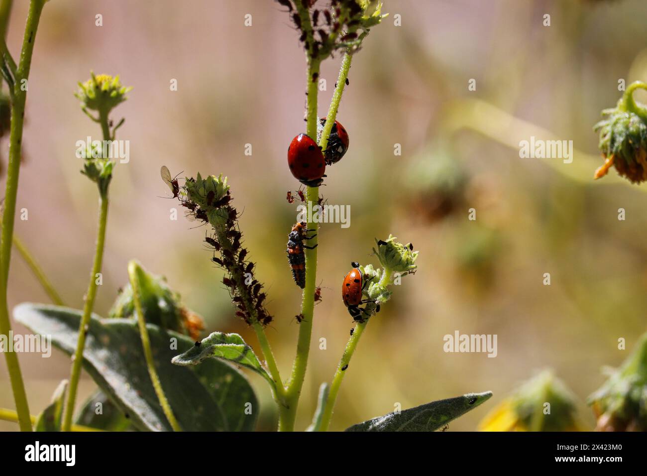 Spring insects hi-res stock photography and images - Alamy