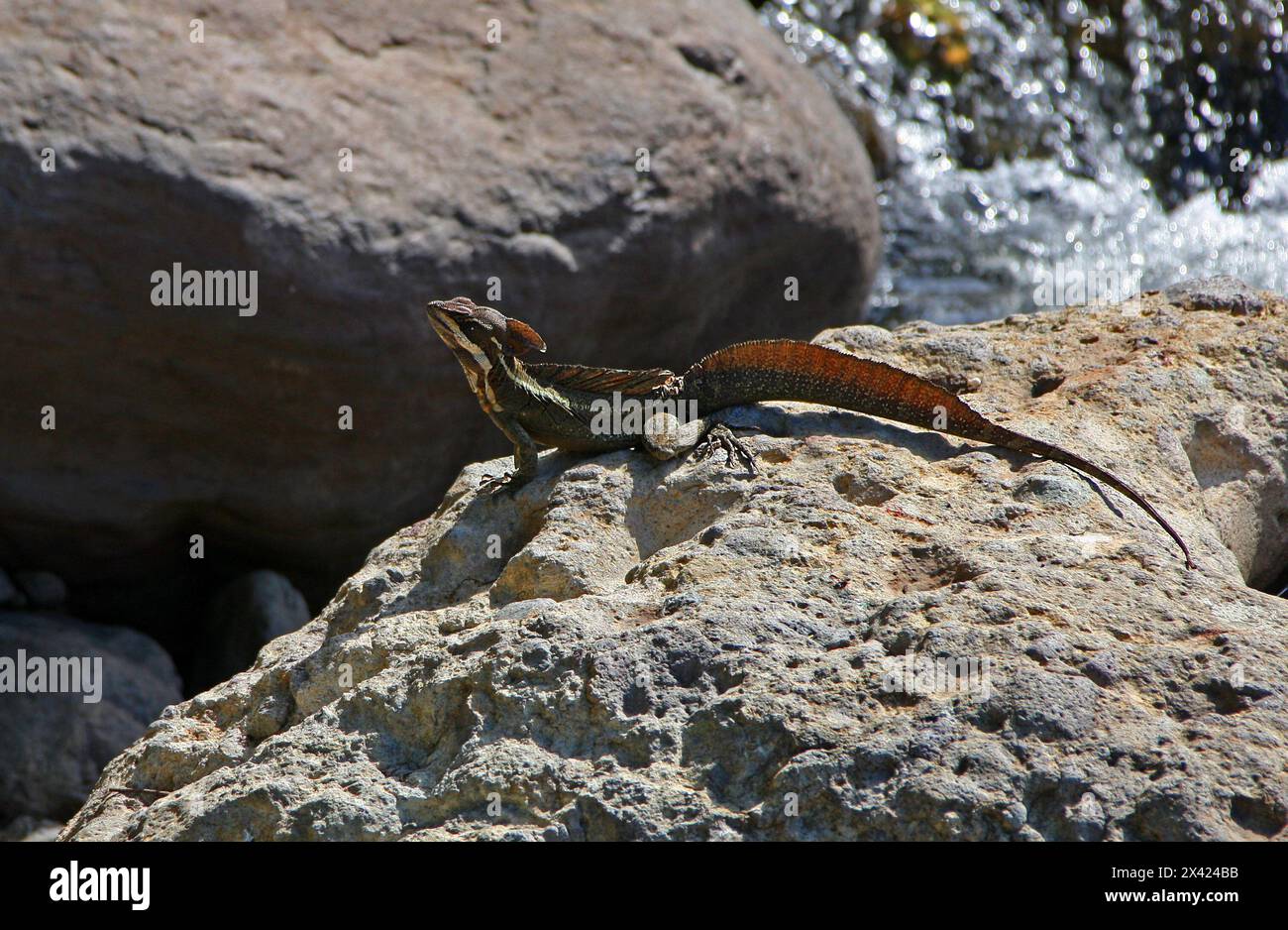 Brown Basilisk, Striped Basilisk, Yellow-striped Basilisk, Jesus Christ ...