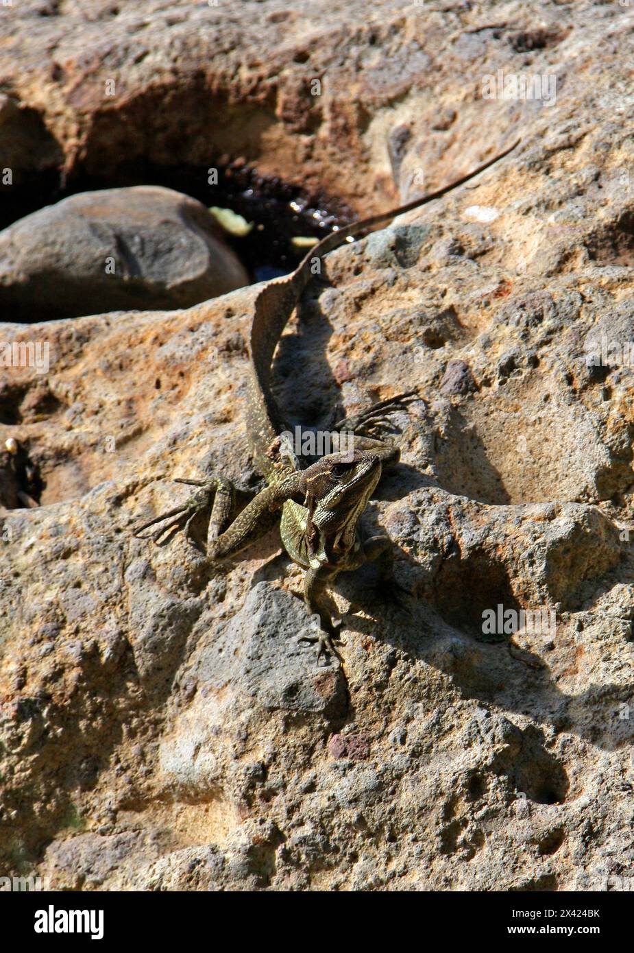 Brown Basilisk, Striped Basilisk, Yellow-striped Basilisk, Jesus Christ ...