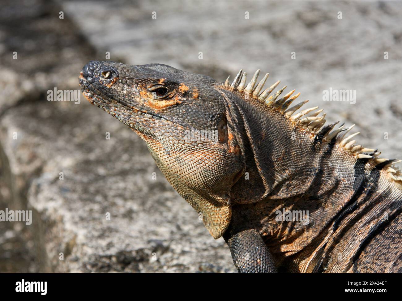 Black Spiny-tailed Iguana or Black Iguana, Ctenosaura similis ...