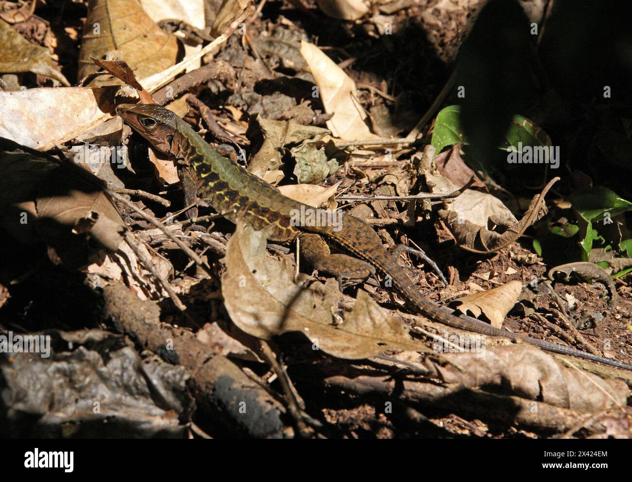 Four Lined Ameiva, Whiptail Lizard, Holcosus quadrilineatus aka. Ameiva ...