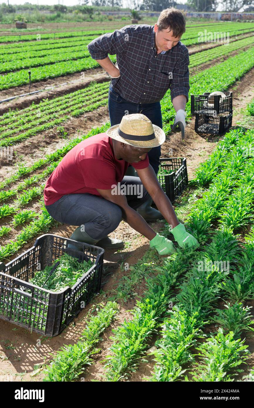 Strict farmer controlling work of african american worker Stock Photo ...