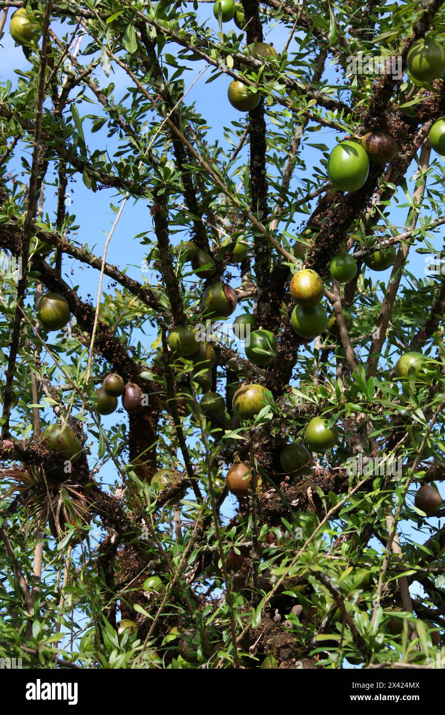 Calabash plant hi-res stock photography and images - Alamy