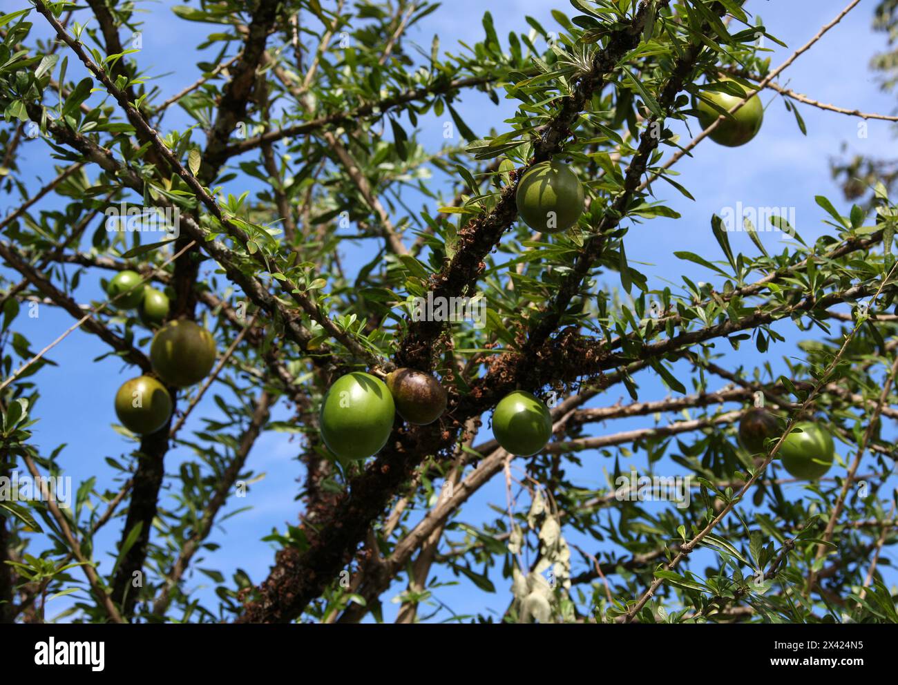 Calabacero hi-res stock photography and images - Alamy
