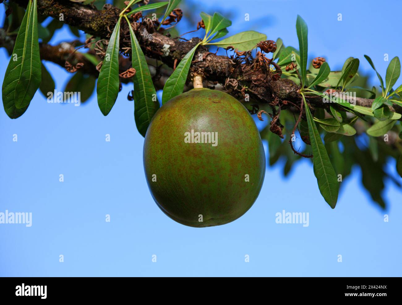 Calabash hi-res stock photography and images - Alamy