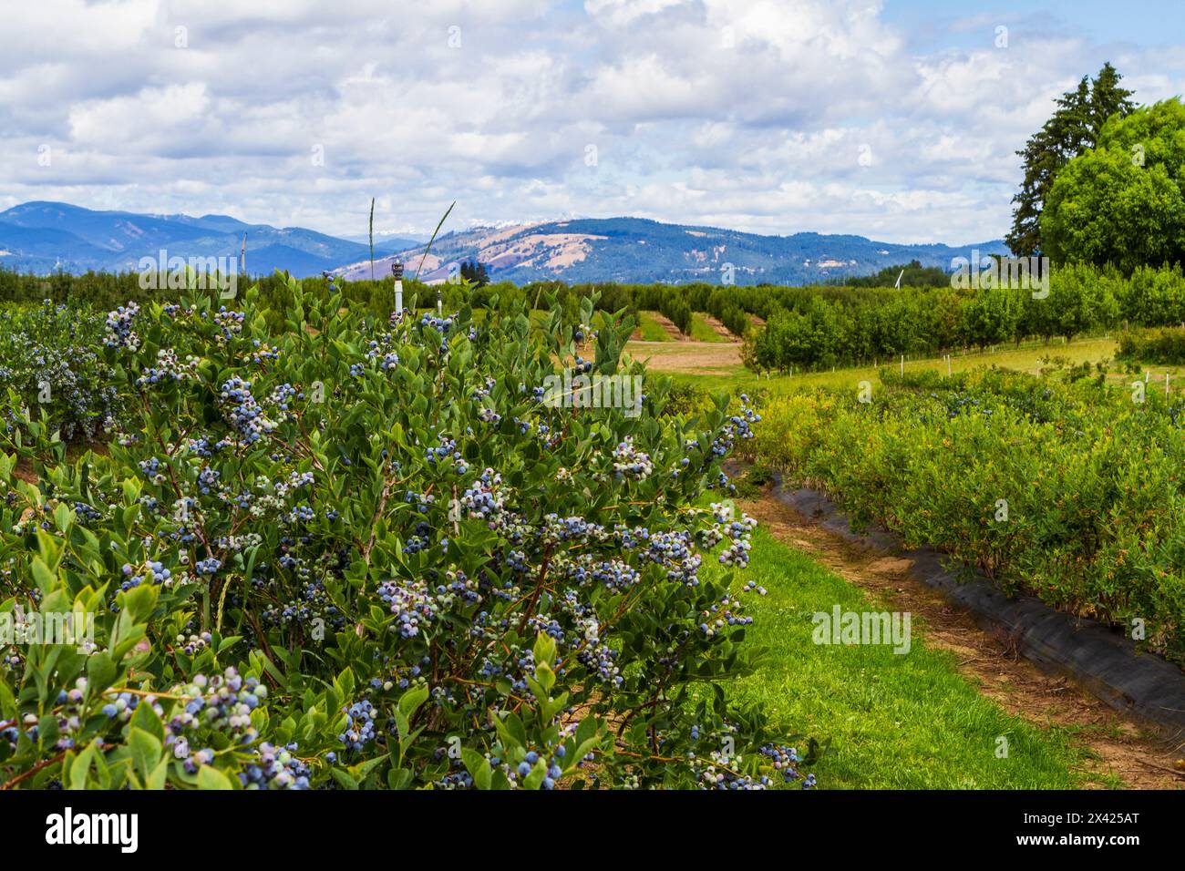 Rows of blueberries (Northern highbush blueberry/Vaccinium corybosum ...