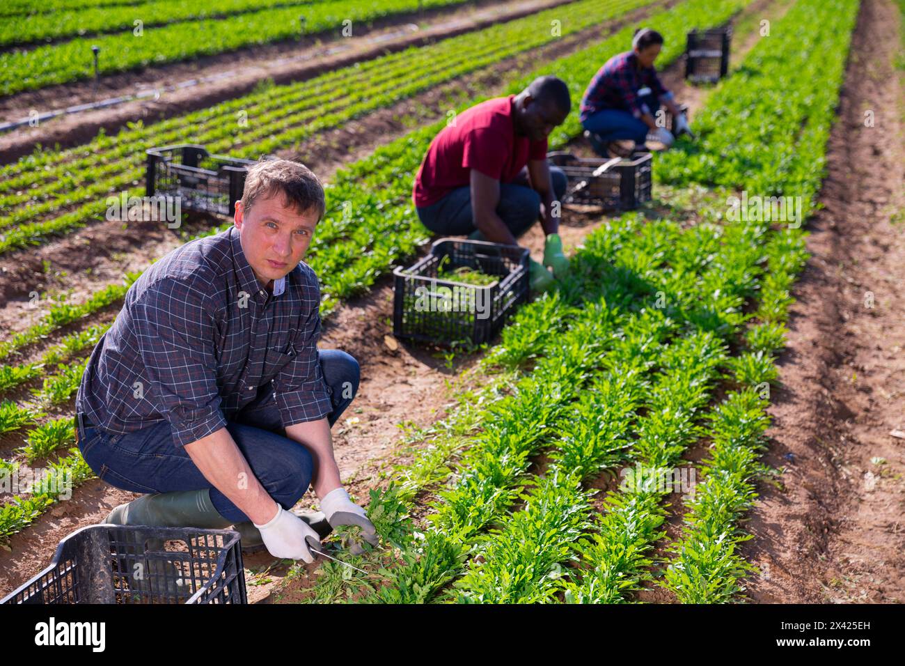 Farmer harvesting garden rocket on farm plantation Stock Photo - Alamy
