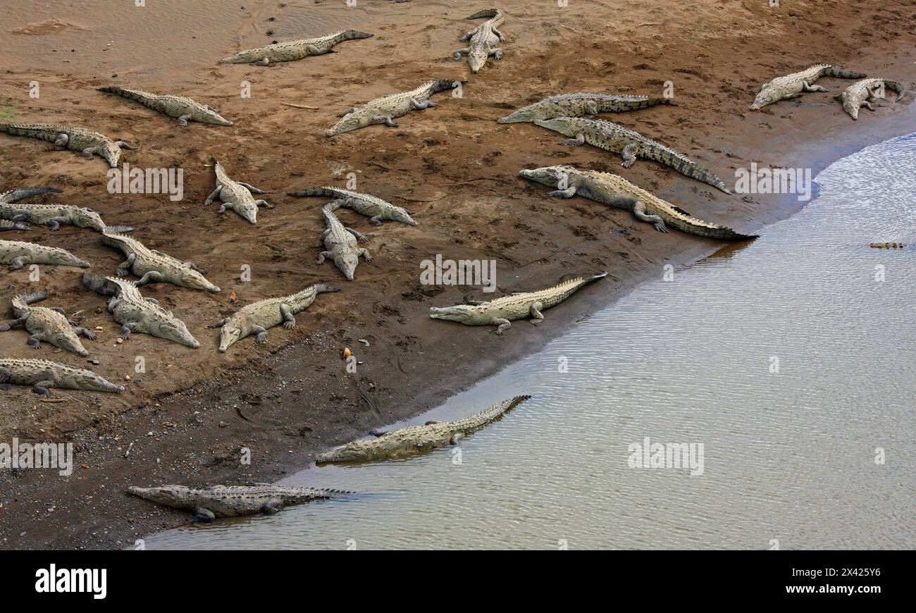 American crocodile, Crocodylus acutus, Crocodylidae, Crocodilia ...