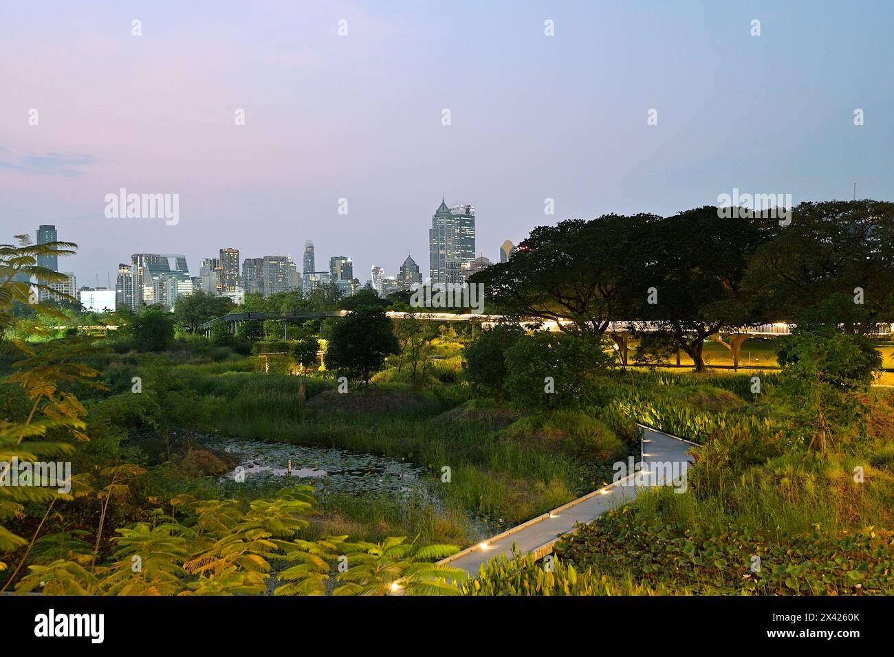 View of wetlands and illuminated skywalk at Bangkok's Benjakitti Forest Park in the early ...