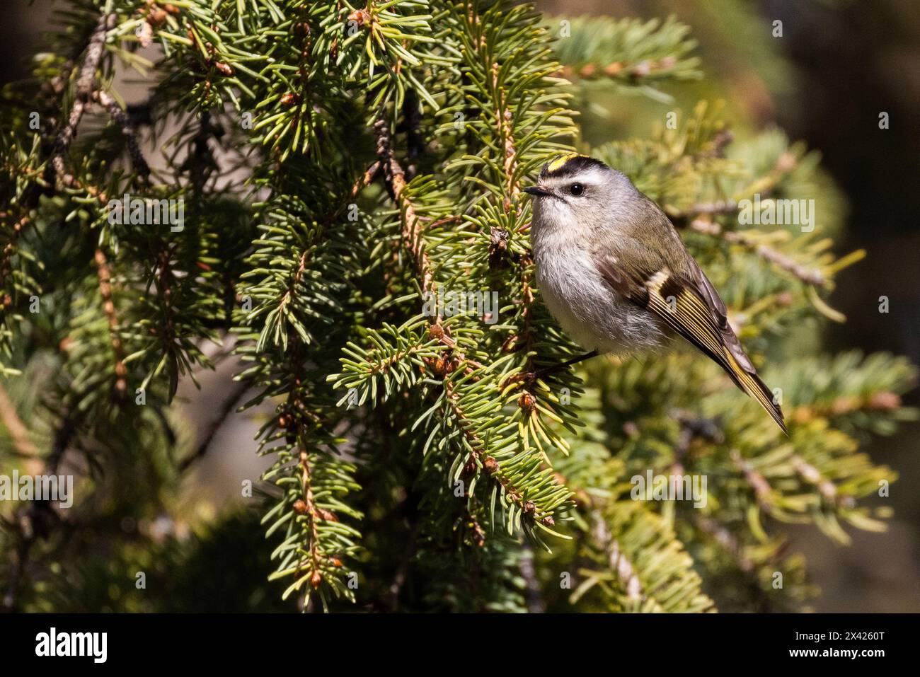 golden-crowned kinglet (Regulus satrapa Stock Photo - Alamy